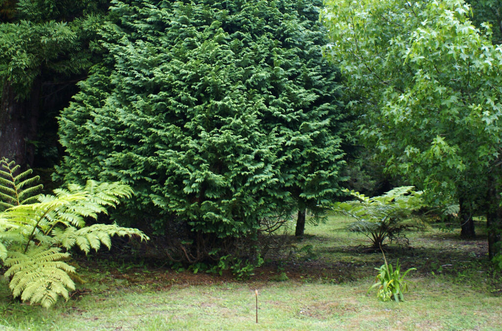 Forest Reserve and Recreation Park of Falca – Explore Faial